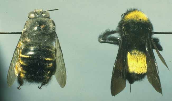 Beneficial Insects: Carpenter Bees – KarensGardenTips.com