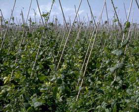 How to Plant, Grow and Harvest Bush and Pole Beans – KarensGardenTips.com