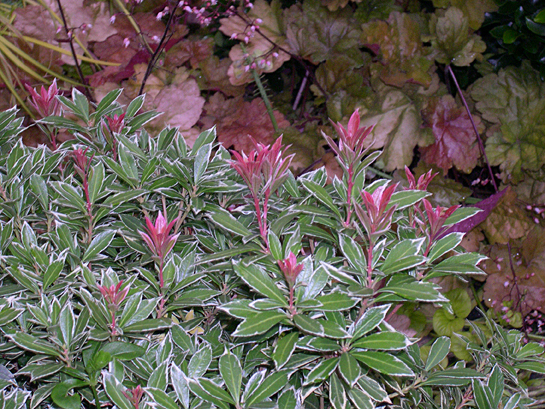 Garden Journal: May 24, 2009 – KarensGardenTips.com