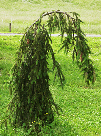 Five Favorite Weeping Evergreen Trees – KarensGardenTips.com