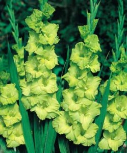 Ten Terrific Plants with Chartreuse Flowers – KarensGardenTips.com