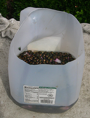 Ten Interesting Facts About Japanese Beetles as an Aid to Control ...