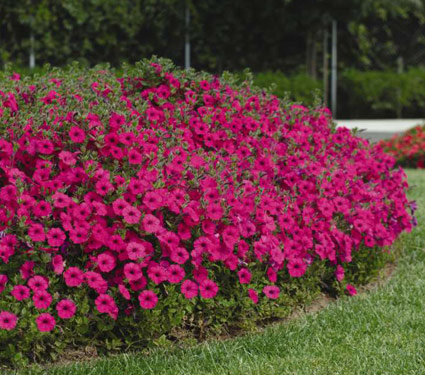 How to Pick the Perfect Petunia for your Gardening Needs ...