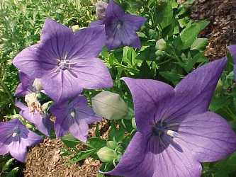 Plant Profile: Balloon Flower (Platycodon grandiflorus ‘Sentimental ...
