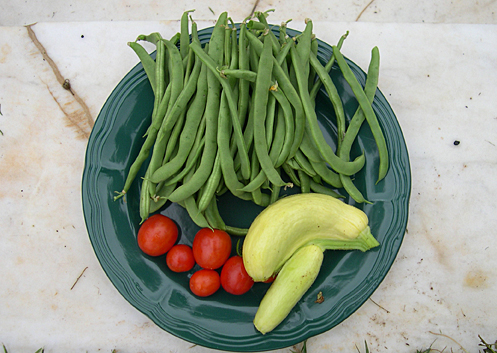 Garden Journal: July 5, 2009 – KarensGardenTips.com