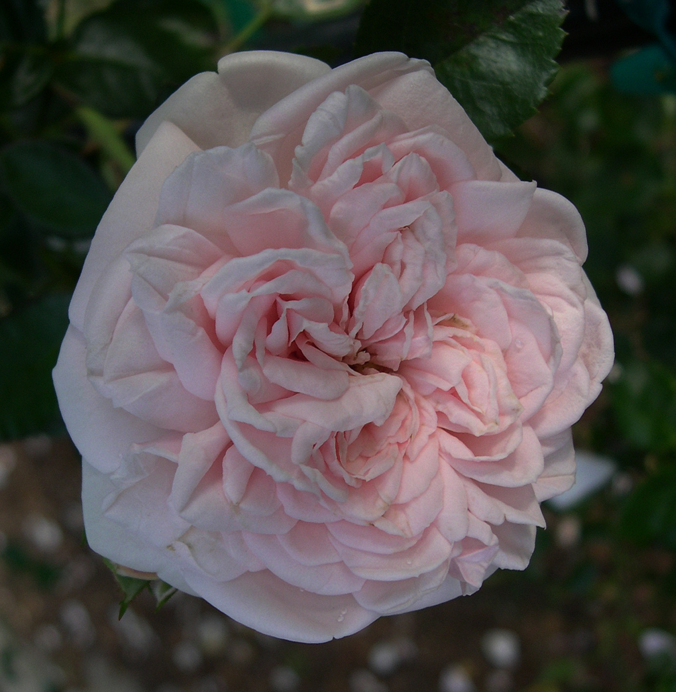 Garden Journal: July 12, 2009 – KarensGardenTips.com