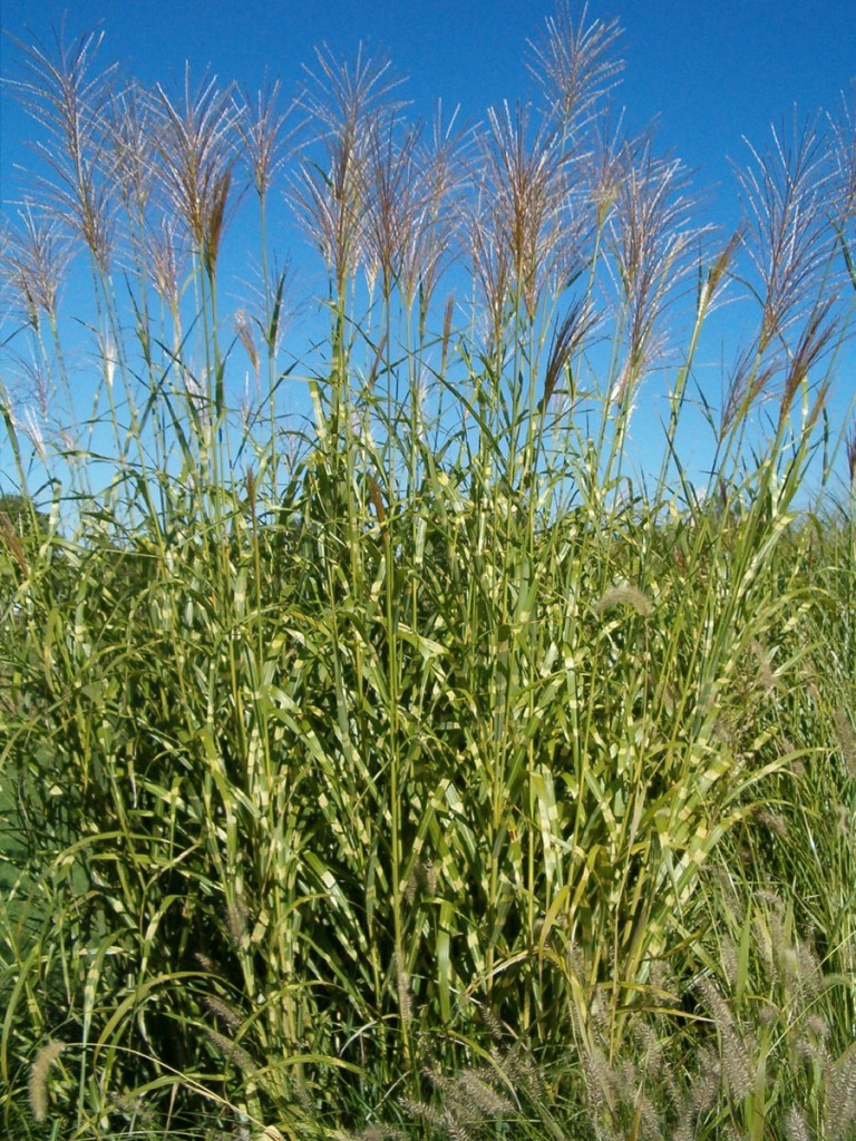Plants for a Plant Zoo: Zebra Grass (Miscanthus sinensis ‘Zebrinus ...