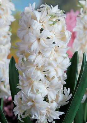 Points to Ponder when Selecting Hyacinths – KarensGardenTips.com