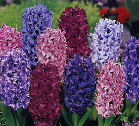 Points to Ponder when Selecting Hyacinths – KarensGardenTips.com