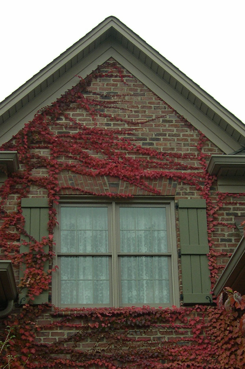 Plant Profile: Boston Ivy (Parthenocissus tricuspidata ...