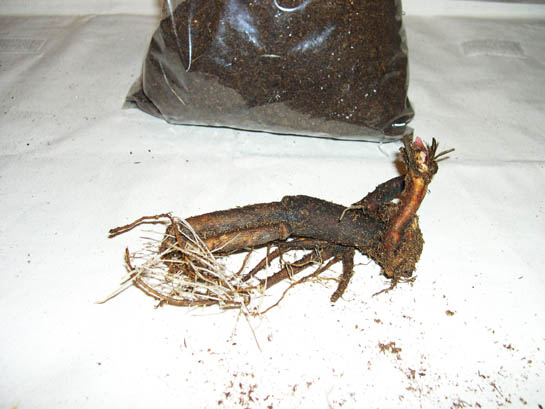 How to Plant Peonies – KarensGardenTips.com