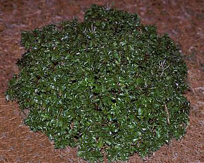 Plant Profile: Little Rascal Holly (Ilex x ‘Mondo’) male ...