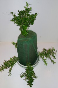 How to Make a Boxwood Tree for Christmas – KarensGardenTips.com