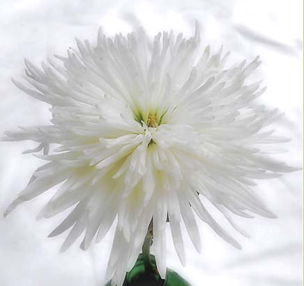 Best Buy Flowers for December Arrangements – KarensGardenTips.com