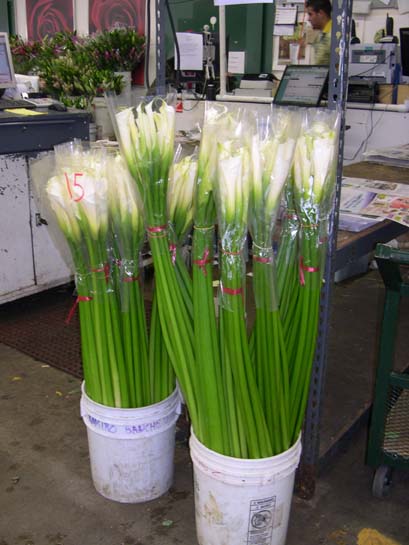 A Visit to the Los Angeles Flower Market (January 13, 2010 ...