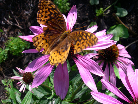 State Flowers, Trees, Birds, and Insects including Butterflies to ...