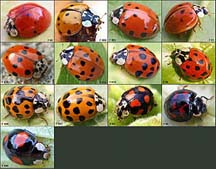 Ten Interesting Facts About Ladybugs – KarensGardenTips.com