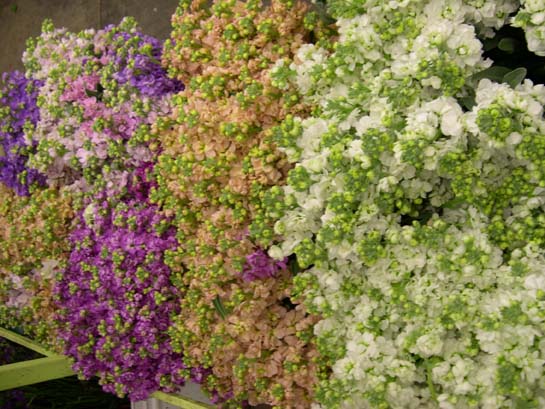 A Visit to the Los Angeles Flower Market (January 13, 2010 ...