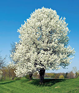 Plant Profile: Bradford Pear (Pyrus calleryana ‘Bradford ...