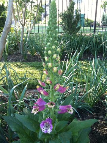 Garden Journal: May 2, 2010 – KarensGardenTips.com