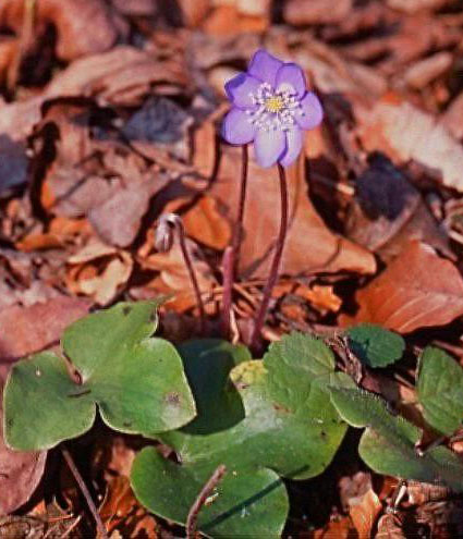 Plant Profile: Hepatica (Hepatica nobilis) – KarensGardenTips.com