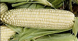 How to Choose Corn for the Home Garden – KarensGardenTips.com