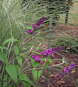 Plant Profile: Butterfly Bush (Buddleja davidii ) – KarensGardenTips.com