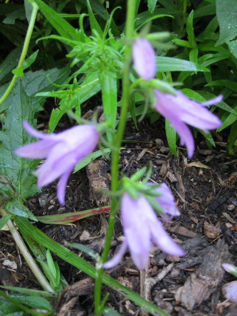 Plant Profile: Ladybells (Adenaphora lilifolia) – KarensGardenTips.com