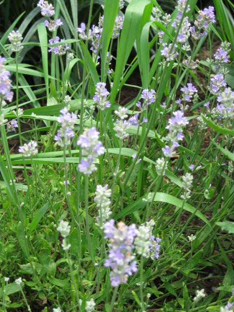 Five Sweet Smelling Herbs for the Cottage Garden – KarensGardenTips.com