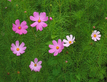 Plant Profile: Garden Cosmos aka Tall Cosmos (Cosmos bipinnatus ...