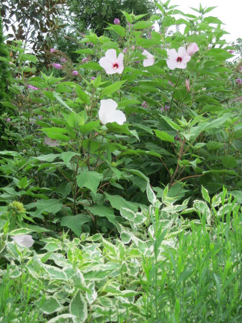 Five Favorite Perennials for the Back of the Border – KarensGardenTips.com