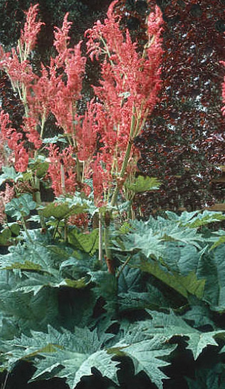 Rhubarb Rheum palmatum Atrosanguineum Me – KarensGardenTips.com