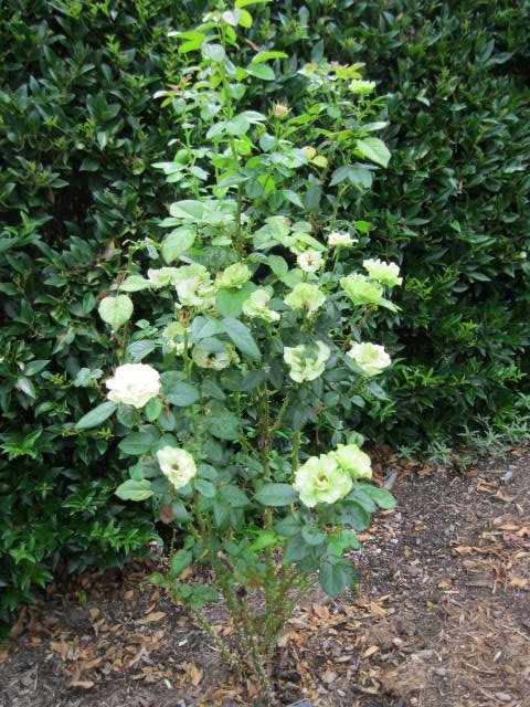 Garden Journal: July 18, 2010 – KarensGardenTips.com