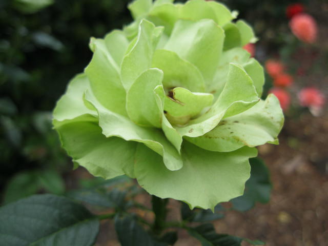 Garden Journal: July 18, 2010 – KarensGardenTips.com