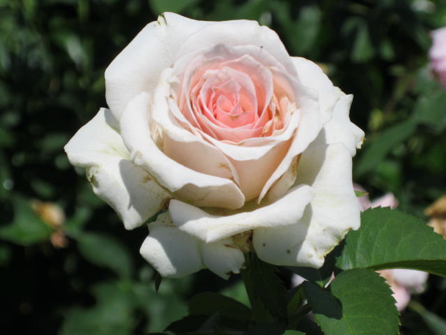 Garden Journal: July 4, 2010 – KarensGardenTips.com