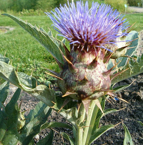 Plant Profile: Cardoon (Cynara cardunculus) – KarensGardenTips.com