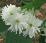 Plant Profile: Mock Orange Miniature Snowflake (Philadelphus x ...