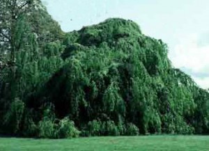 Five Favorite Weeping Deciduous Trees – KarensGardenTips.com