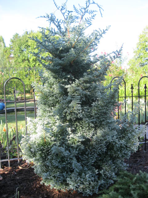 Five Favorite Dwarf Blue Conifers – KarensGardenTips.com