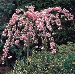 Five Favorite Weeping Deciduous Trees – KarensGardenTips.com