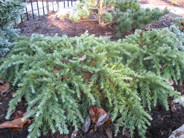 Five Favorite Dwarf Blue Conifers – KarensGardenTips.com