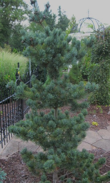 Five Favorite Dwarf Blue Conifers – KarensGardenTips.com