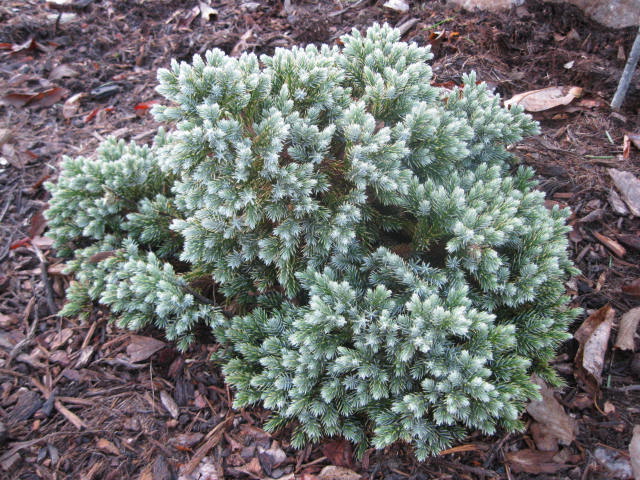Five Favorite Dwarf Blue Conifers – KarensGardenTips.com
