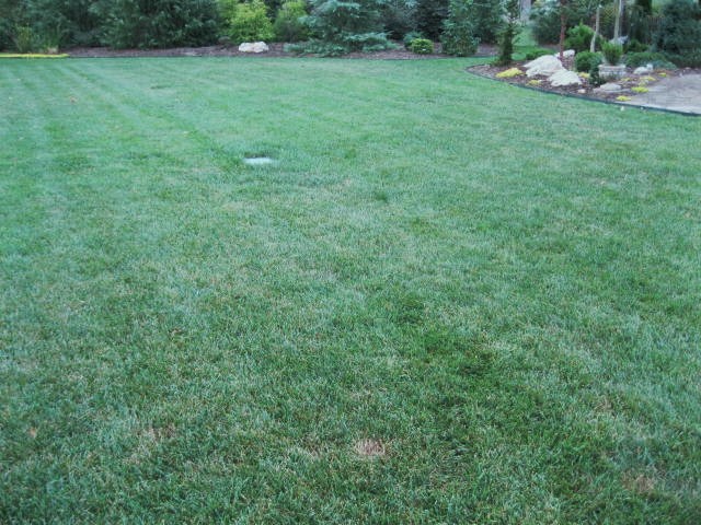 Coring your Lawn: What, Why, When and How – KarensGardenTips.com