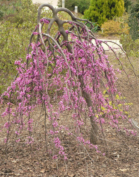 Five Favorite Weeping Deciduous Trees – KarensGardenTips.com