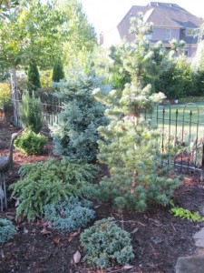 Five Favorite Dwarf Blue Conifers – KarensGardenTips.com