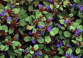 Plant Profile: Leadwort (Ceratostigma plumbaginoides ...