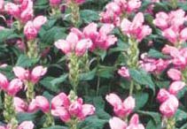 Plant Profile: Turtlehead (Chelone lyonii) – KarensGardenTips.com