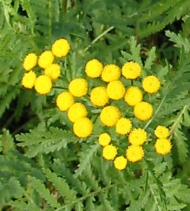 Weeds and Their Control: Common Tansy (Tanacetum vulgare ...