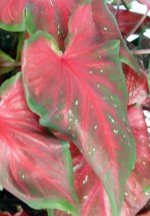How to Select Caladiums – KarensGardenTips.com